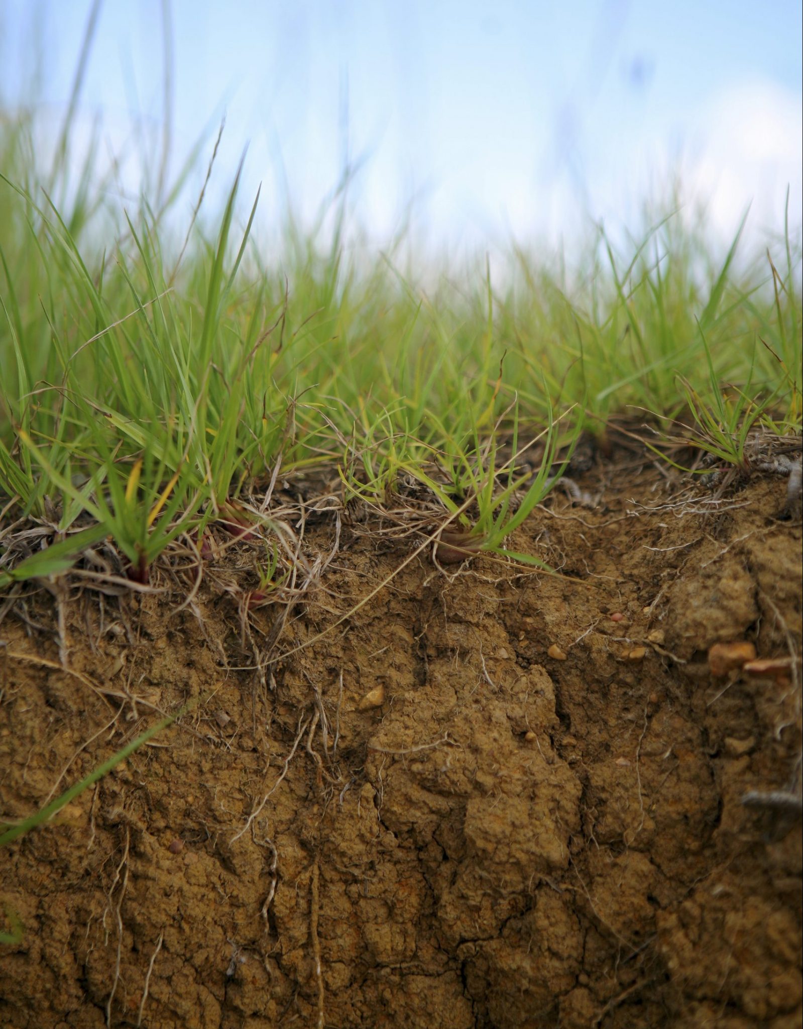 Healthy Soils & Water – Indiana Clear Choices Clean Water